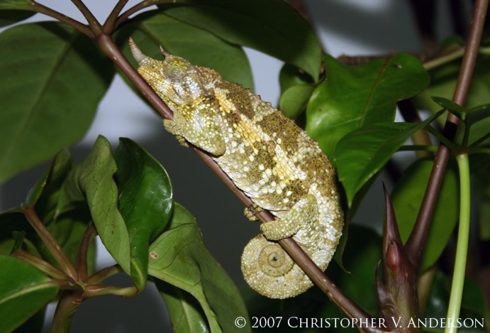 Female Jackson With Horns? | Chameleon Forums